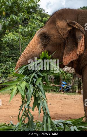 An elephant is seen eating a bunch of corn leaves at the Elephant ...