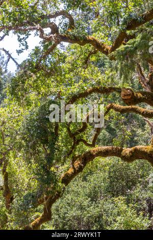 Tree branches of a large oak tree has lots of spanish moss and lichen ...