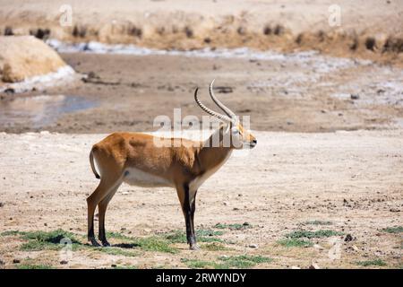 Cobe lechwe, species of antelope Stock Photo - Alamy