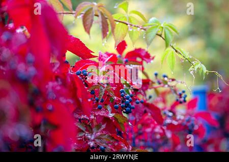 colorful autumn, Virginia creeper, ampelopsis hederacea, colorful fall ...