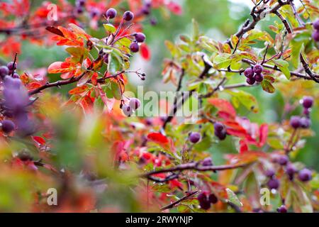 colorful autumn, autumn rowan colors, rainy autumn day, rowan, Sorbus ...
