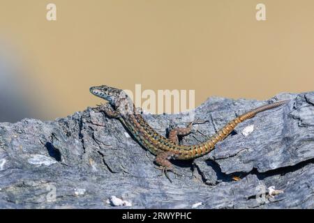 Spanish wall lizard (Podarcis hispanica Stock Photo - Alamy