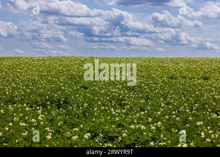 Blooming potato field, Germany Stock Photo - Alamy