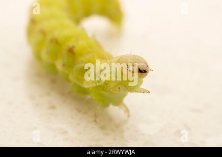 Lepidoptera Noctuidae insect larvae inhabits the leaves of wild plants ...