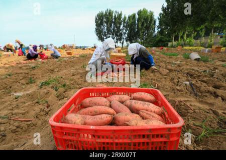 Luannan County, China - July 19, 2023: Farmers are harvesting sweet ...
