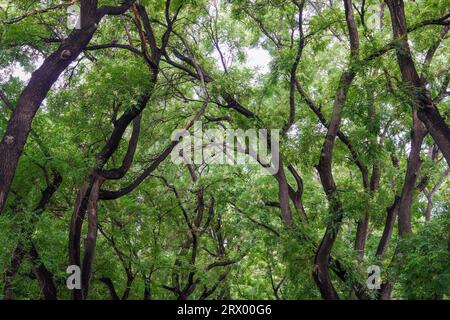 Ancient Trees on Chengxian Street, Beijing, China Stock Photo - Alamy