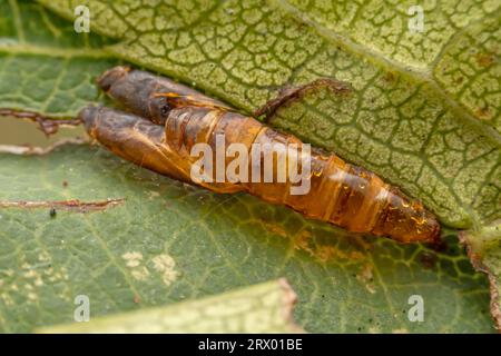 The pupal shell of insects Stock Photo - Alamy