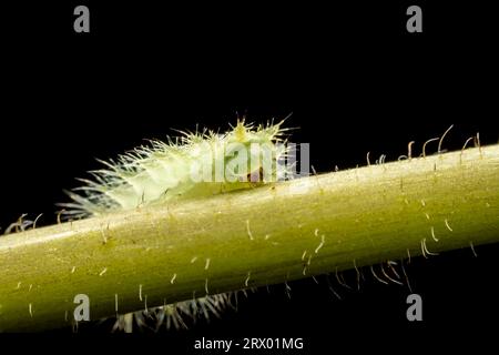 Limacodidae larva inhabits the leaves of wild plants Stock Photo - Alamy