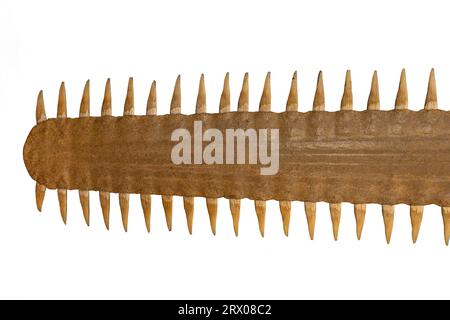 A rostrum of the smalltooth sawfish isolated on a white background ...