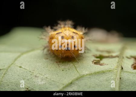 Ladybug pupa in the wild state Stock Photo - Alamy