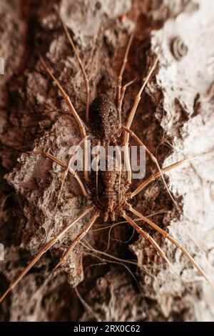 harvestman in the wild state Stock Photo - Alamy