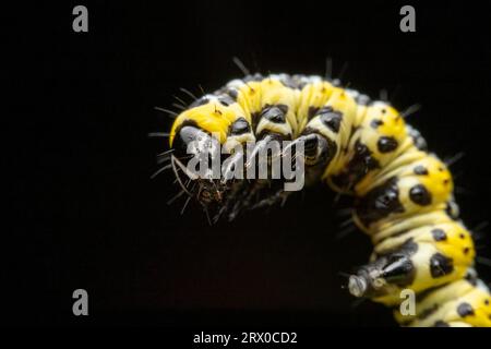 noctuid larvae in the wild state Stock Photo - Alamy