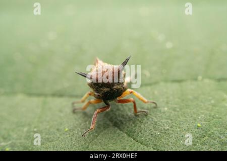 Membracidae in the wild state Stock Photo - Alamy