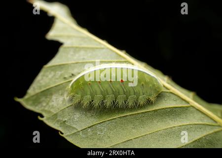 Thosea sinensis Walker nymph in the wild state Stock Photo - Alamy