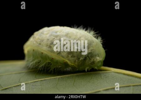 Thosea sinensis Walker nymph in the wild state Stock Photo - Alamy