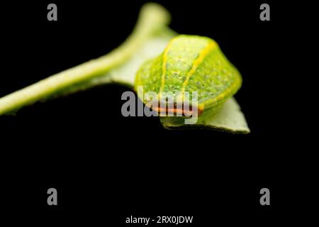 Limacodidae larva in the wild state Stock Photo - Alamy