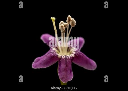 Chinese wolfberry flowers in the wild state Stock Photo - Alamy