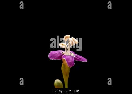 Chinese wolfberry flowers in the wild state Stock Photo - Alamy