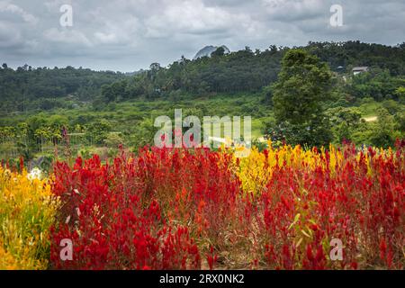 Karapuzha Dam, Adventure Park and Garden, Wayanad, Kerala. India Stock ...