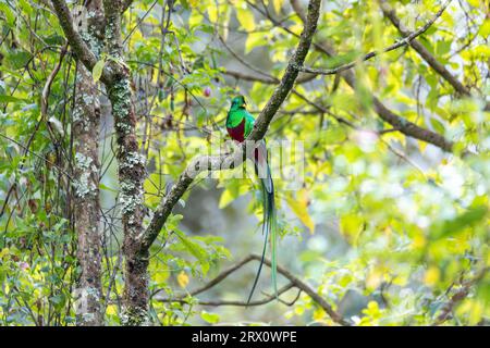 Resplendent quetzal (Pharomachrus mocinno), Guatemalan national bird ...