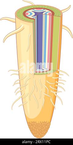 Illustration depicting the structure of an isolated plant root Stock ...
