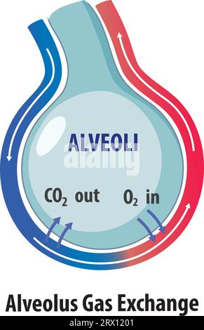 Cartoon illustration depicting gas exchange in human anatomy Stock ...