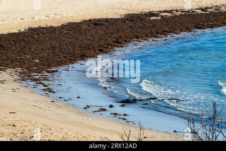 a mass of seaweed on an Australian beach, sea water lapping the shore ...