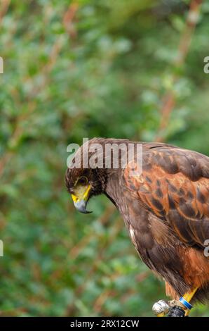 Harris hawk bird of prey close-up Stock Photo - Alamy