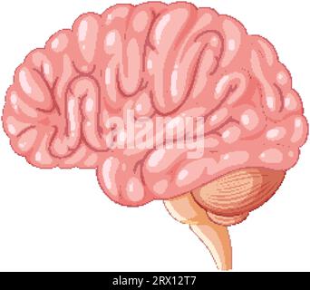 Colorful cartoon illustration depicting the anatomy of a human brain ...