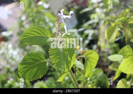 Zulu spurflower in the summer in the garden Stock Photo - Alamy