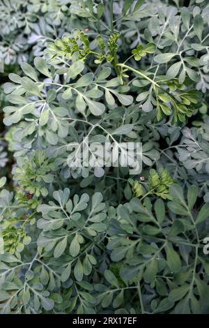 Close up of Ruta graveolens plant or also known as rue, common rue or ...