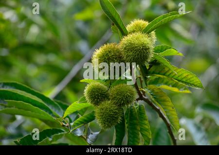 Branches of a chestnut tree with fruits in the bush Stock Photo - Alamy