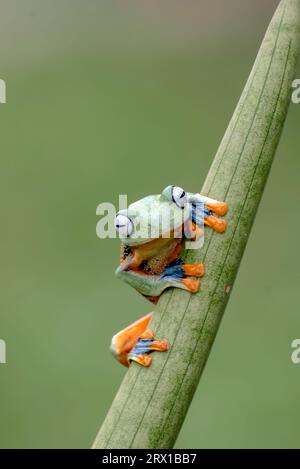 Green tree flying frog in their environment Stock Photo - Alamy