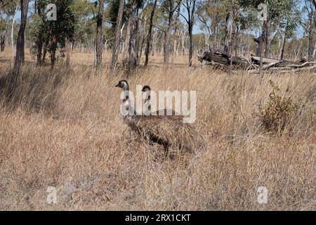 two large wild emu's walking through tall grass in outback western ...