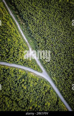 Gravel logging road in Maine woods with colorful fall foliage Stock ...