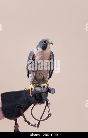Peregrine falcon on glove with tan background Stock Photo - Alamy