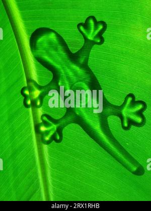 Gecko outline on banana leaf, backlight, translucent Stock Photo - Alamy