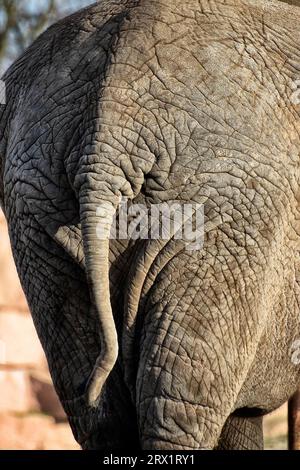 African elephant, rear view rump Stock Photo - Alamy