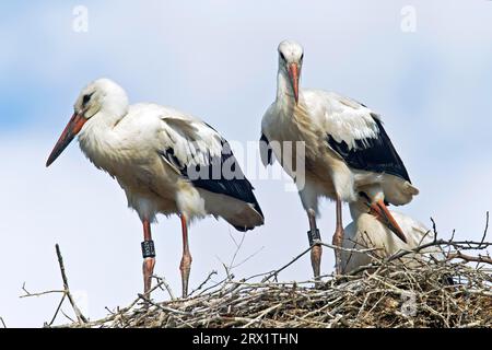 White Stork, two months after hatching the young birds start to fly ...