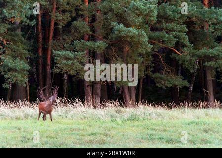 Red deer can be infested by parasites, including liver fluke, botflies ...