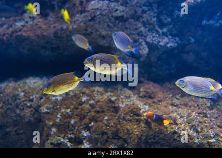 Paris aquarium, Rabbitfishes or spinefoots are perciform fishes in the ...