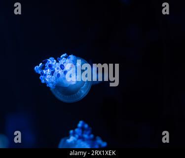 Floating Cannonball Jellyfish (Stomolophus meleagris Stock Photo - Alamy