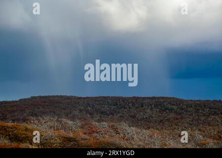 Rain at forest, cabo san pablo, tierra del fuego, argentina Stock Photo ...