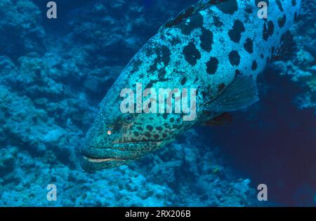 Potato Cod, Giant Grouper Stock Photo - Alamy