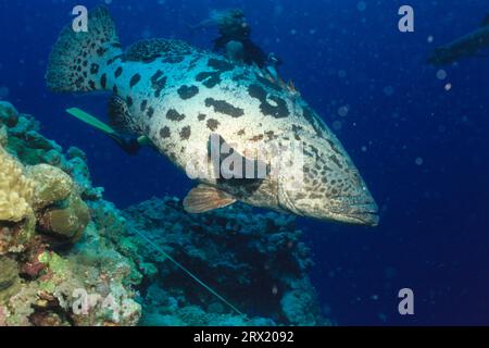 Giant grouper, potato cod, australia, North Horn, Coral Sea Stock Photo ...