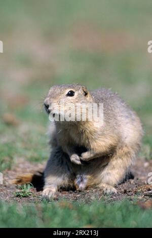 Richardsons Ground Squirrel grooming-(Flickertail Stock Photo - Alamy