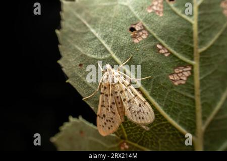 Peach borer in the wild state Stock Photo - Alamy