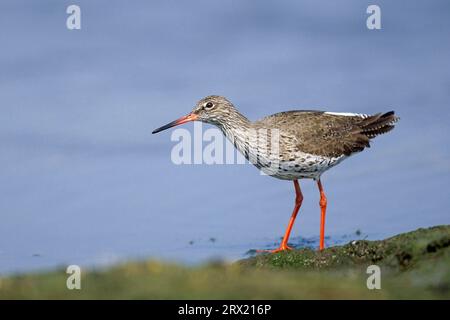 Common Redshank nests on the ground - (Photo adult bird in breeding ...