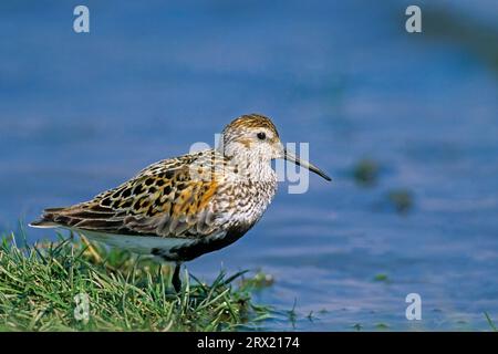 Dunlin, the majority of breed care is provided by the male, the female ...