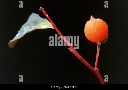 Northern Comandra (Geocaulon lividum Stock Photo - Alamy